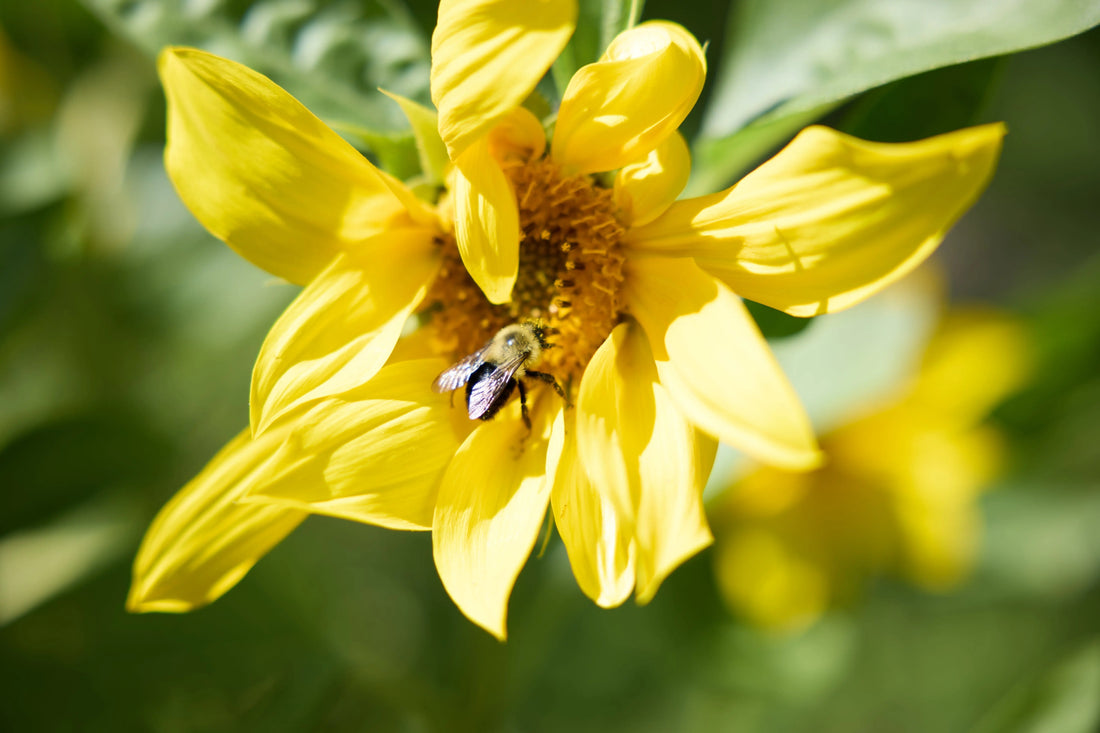 Explained: What Does Really Mean and Why It Matters - – Organic Meadow ...