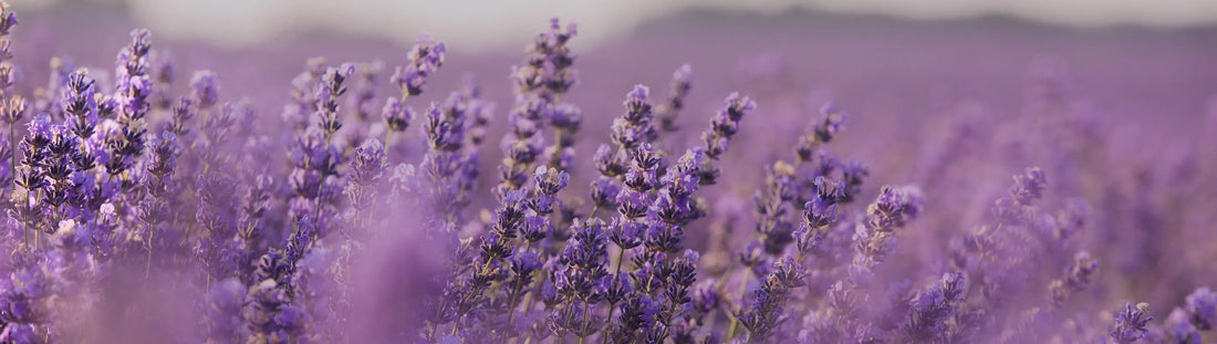Effective Skin Toners and Cleansers for Glowing Skin – Organic Meadow ...
