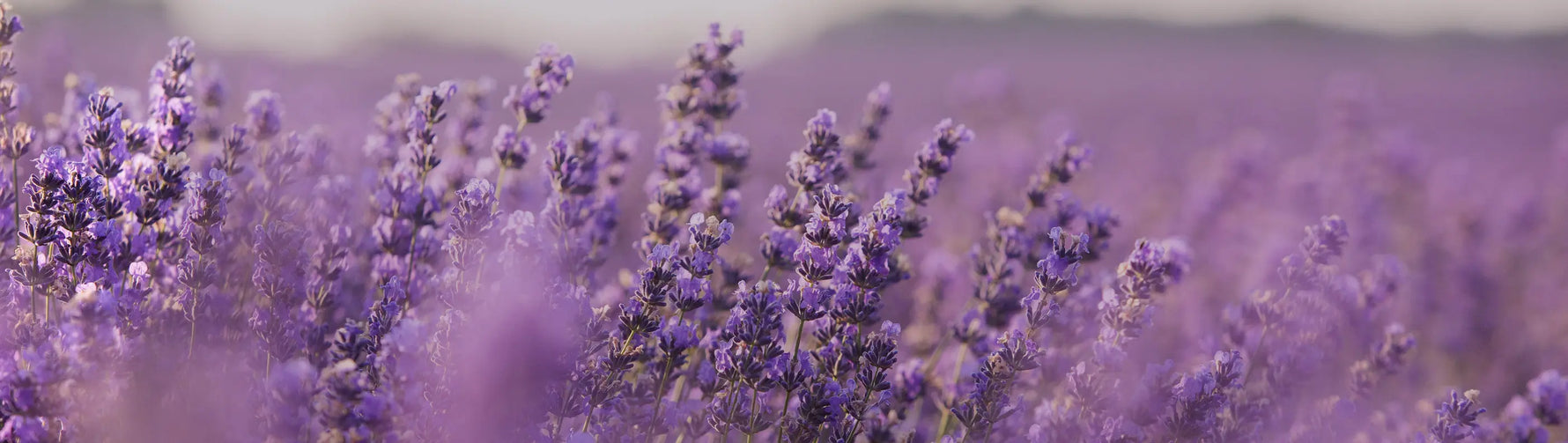 Effective Skin Toners and Cleansers for Glowing Skin – Organic Meadow ...